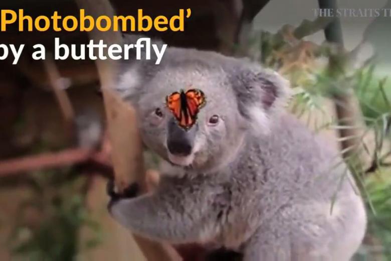 Butterfly photobombs koala at Australia's Symbio Wildlife Park | The ...