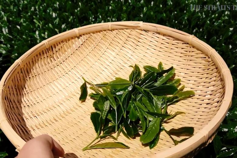 Yummy Yame: Green tea from field to cup | The Straits Times