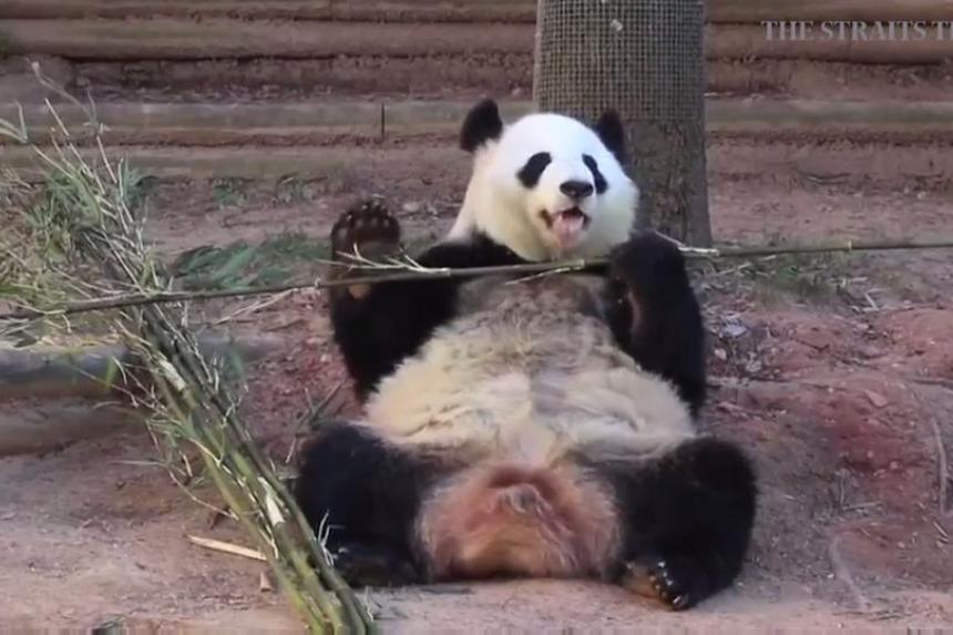 Double joy as mother of only giant panda twins in US is pregnant again ...