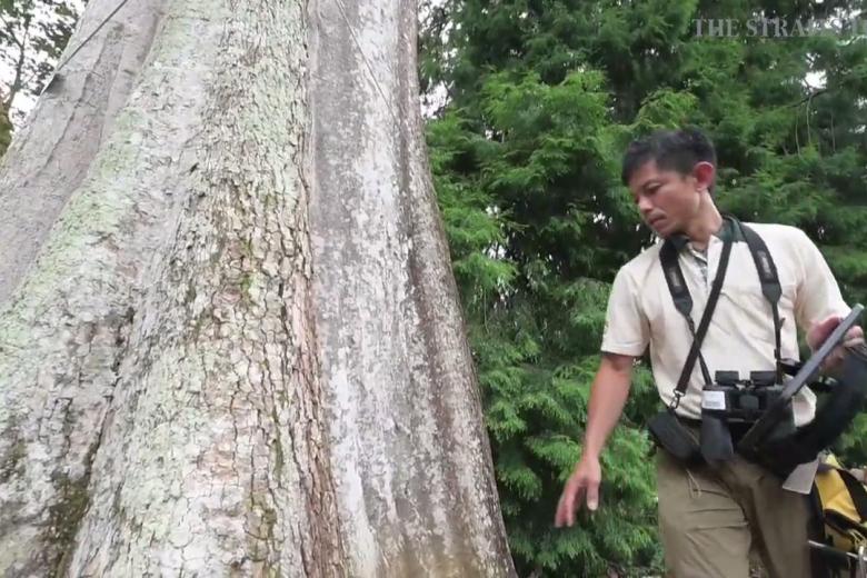 Tree inspection in Singapore in line with global standards: NParks ...
