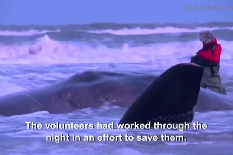 5 sperm whales stranded on Dutch beach die | The Straits Times