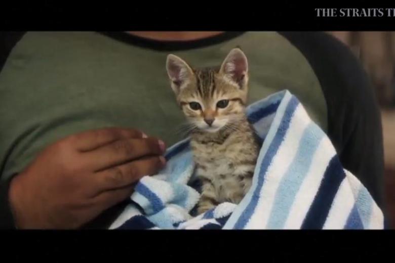 Key and Peele recruit Keanu the kitten to satirise gang culture in US ...