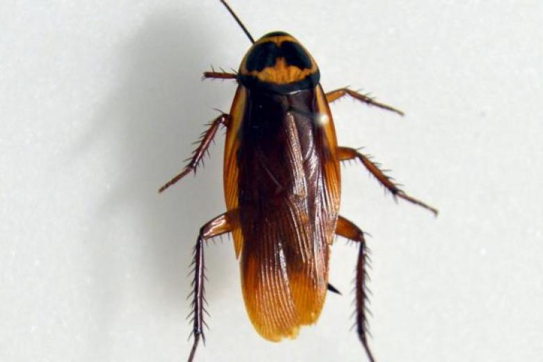 Four species of cockroaches found in Singapore | The Straits Times