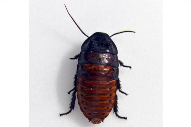 Four species of cockroaches found in Singapore | The Straits Times