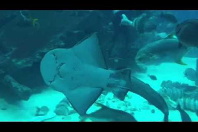 S.E.A. Aquarium successfully breeds shark ray pup, a vulnerable species ...