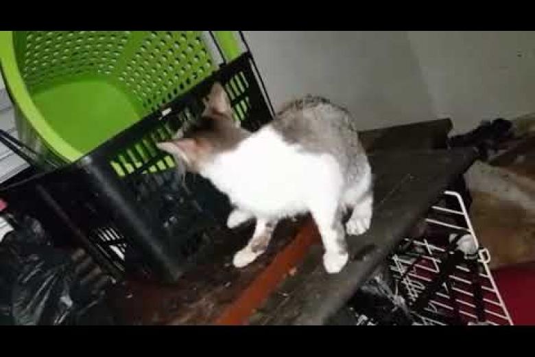 9 cats found neglected in Boon Lay flat; AVA investigating | The ...