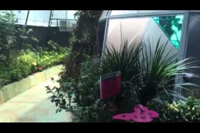 Butterfly sanctuary to open at Science Centre Singapore | The Straits Times