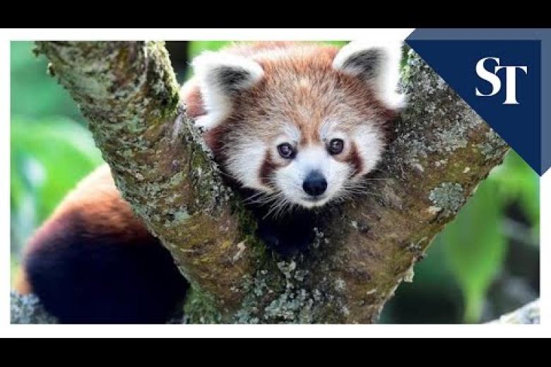 Genetic study shows red panda is two separate species | The Straits Times