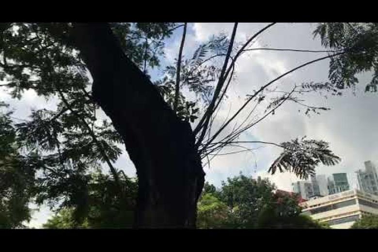 Large tree branch falls on Lower Delta Road, causes hour-long road ...