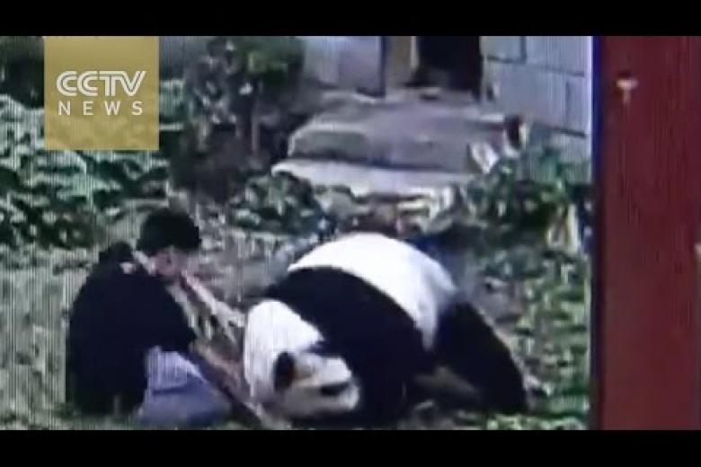 Man in China grabbed by giant panda after climbing inside zoo enclosure ...