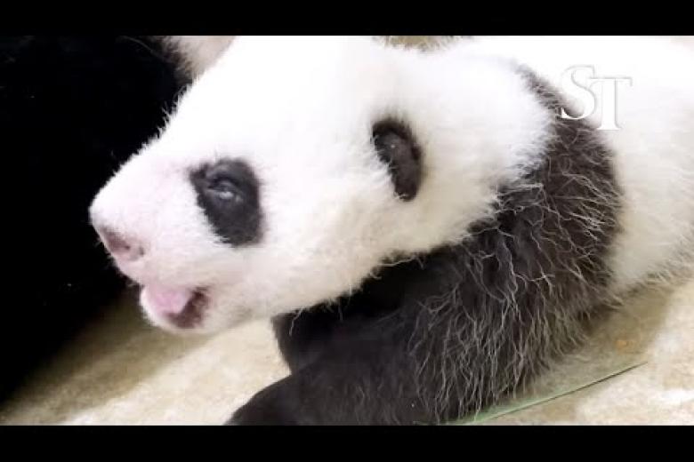 An eye-opening moment: Kai Kai and Jia Jia's panda cub opens eyes for ...