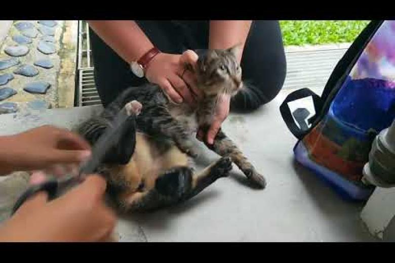 Cat found with cable ties wrapped tightly round its legs in Jurong West ...
