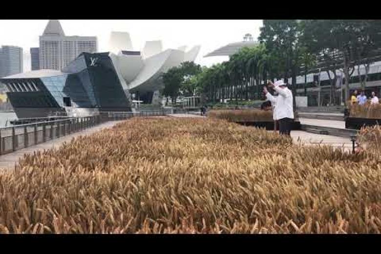 French street artist Gad Weil creates wheat field along Marina Bay ...