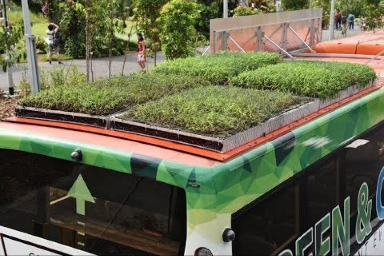 Moving garden: Singapore's first public buses with 'green roofs' hit ...