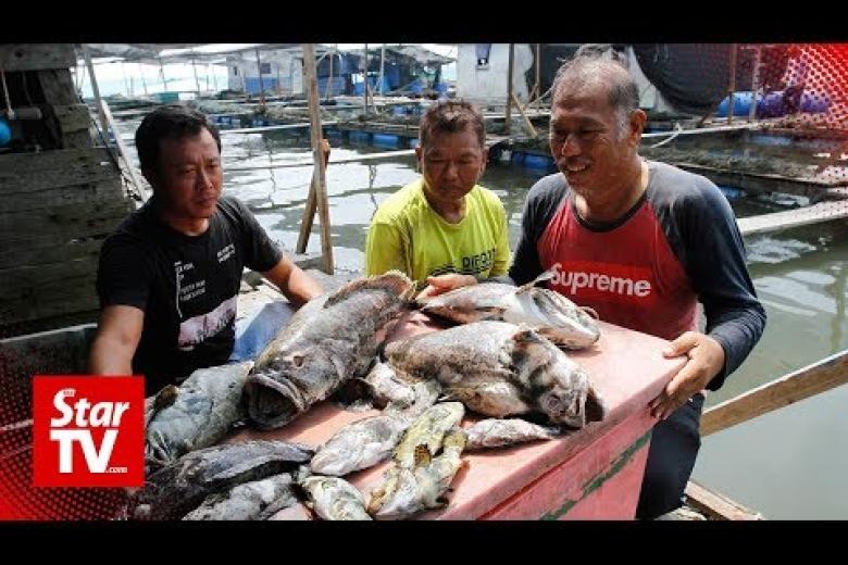 Penang fish breeders suffer heavy losses from water pollution | The ...