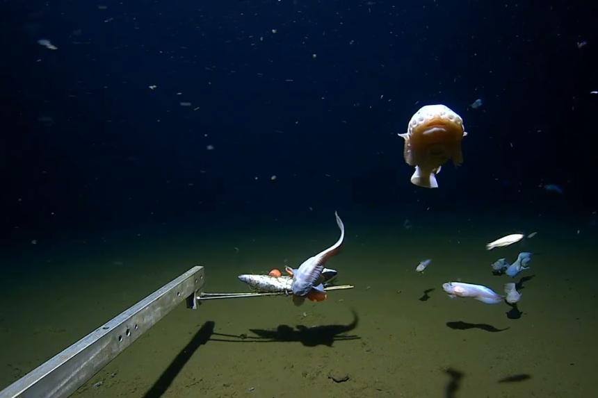 Fish filmed off Japan at over 8km underwater is deepest observation ...