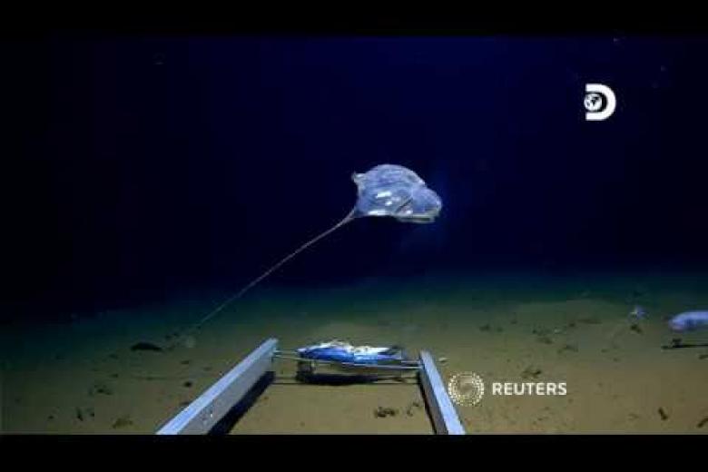 Researchers 'speechless' at mystery deep ocean creature | The Straits Times