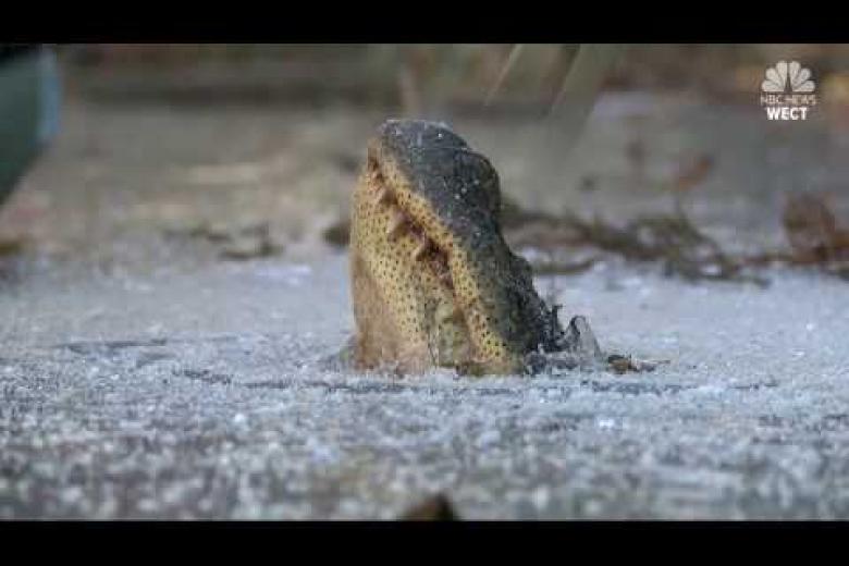 ST Scroll Back: 5 ways animals and humans survive apocalyptic weather ...