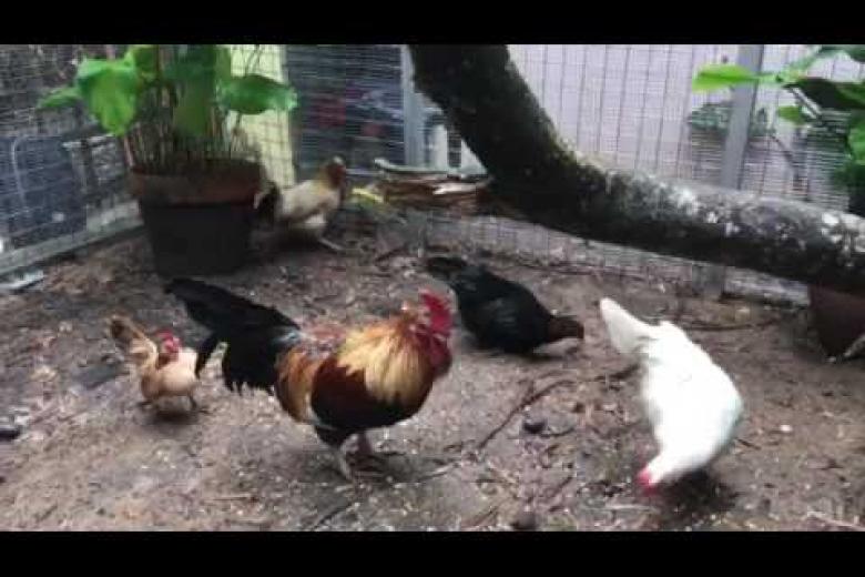 6 Sin Ming chickens rescued by animal welfare volunteer and housed in ...