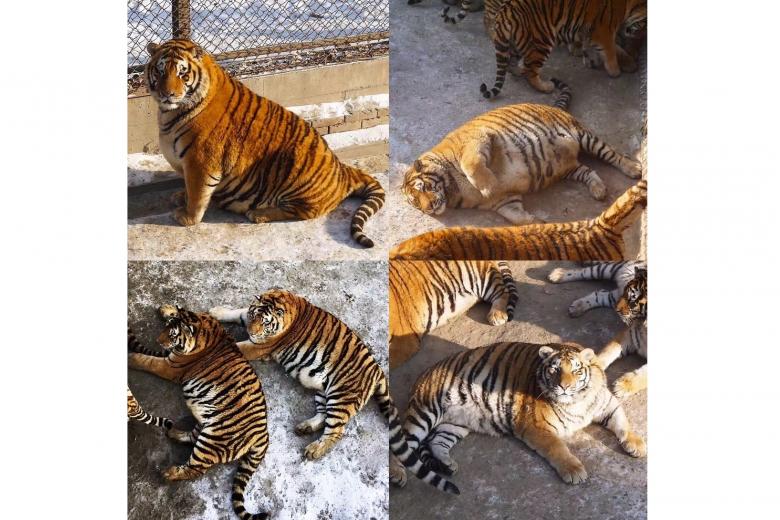 Admit it, this is you after Chinese New Year: Chubby tigers at China ...