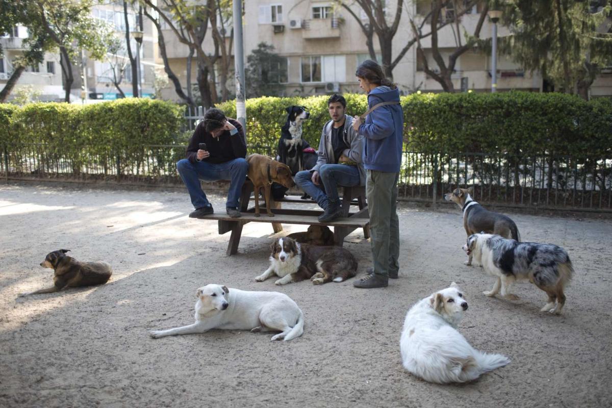 In Pictures: Dog owners in Tel Aviv receive special Digi-Dog cards ...