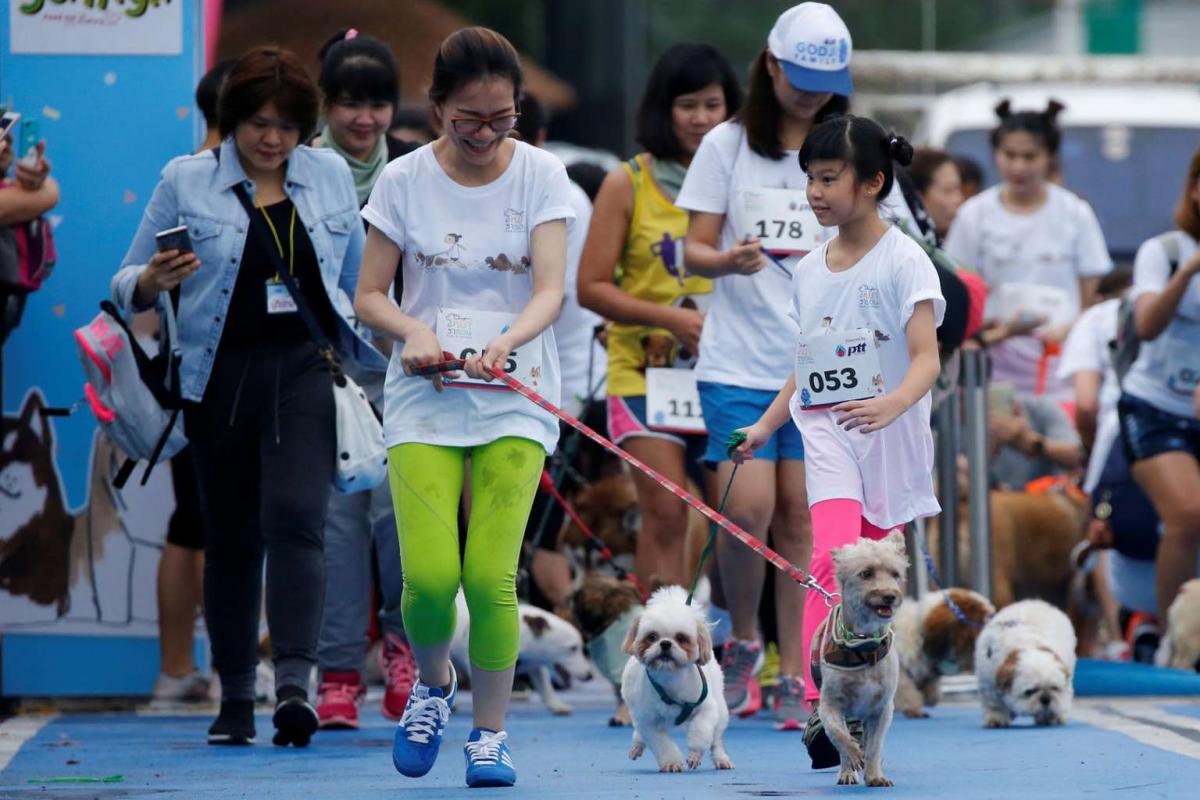 In Pictures: Mini-marathon for dogs in Bangkok | The Straits Times