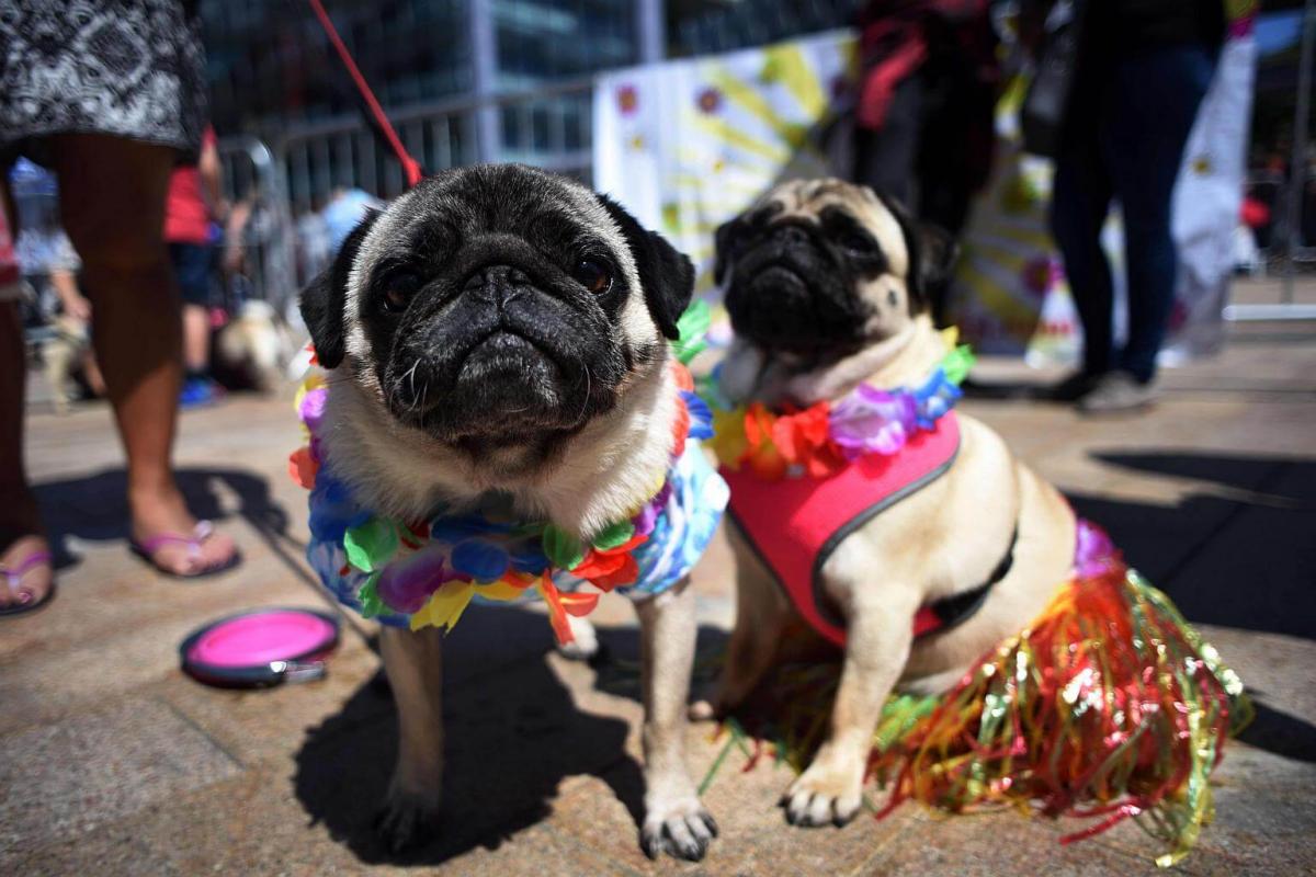 In Pictures: Pug dogs and their owners attend PugFest Manchester | The ...