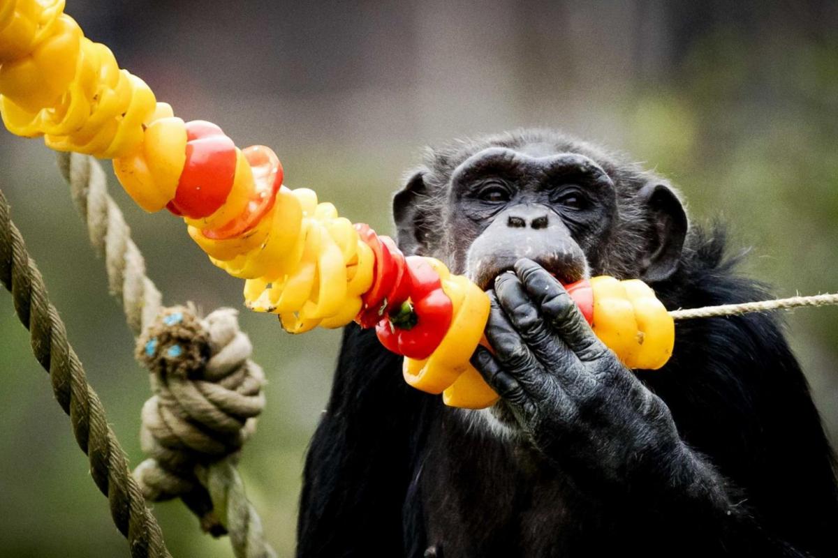 In Pictures: Christmas celebrations around the world | The Straits Times