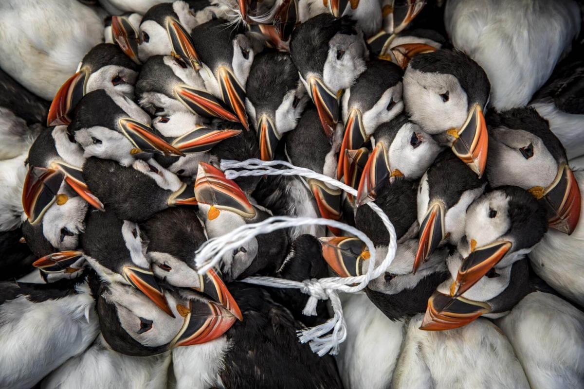 In Pictures: Declining puffin population in Iceland and Atlantic ...