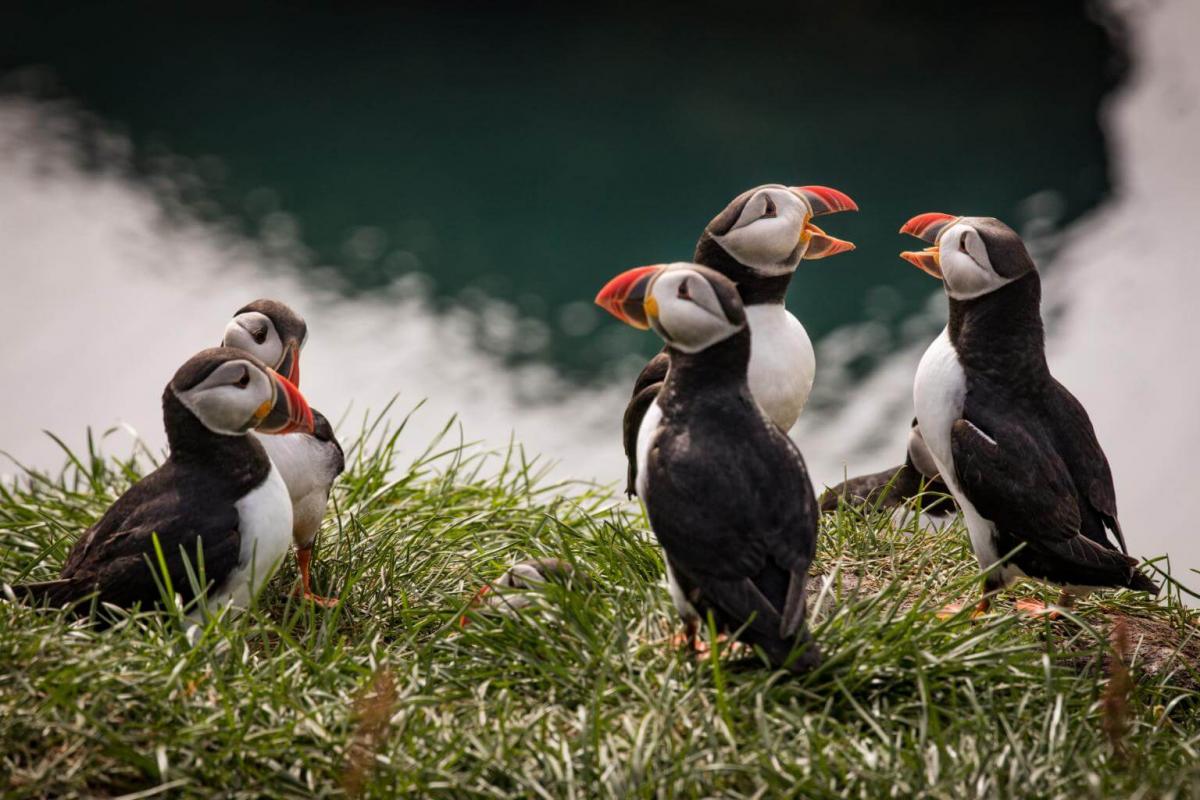 In Pictures: Declining puffin population in Iceland and Atlantic ...