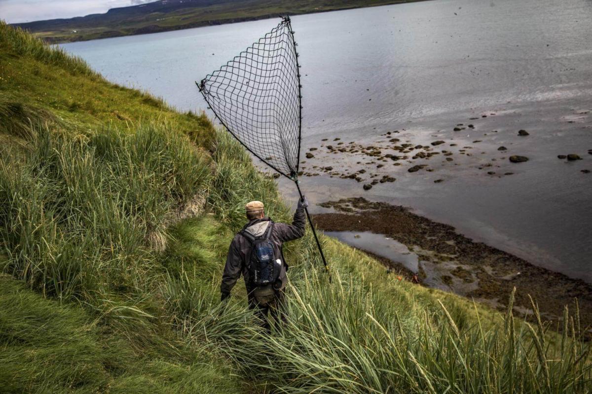 In Pictures: Declining puffin population in Iceland and Atlantic ...