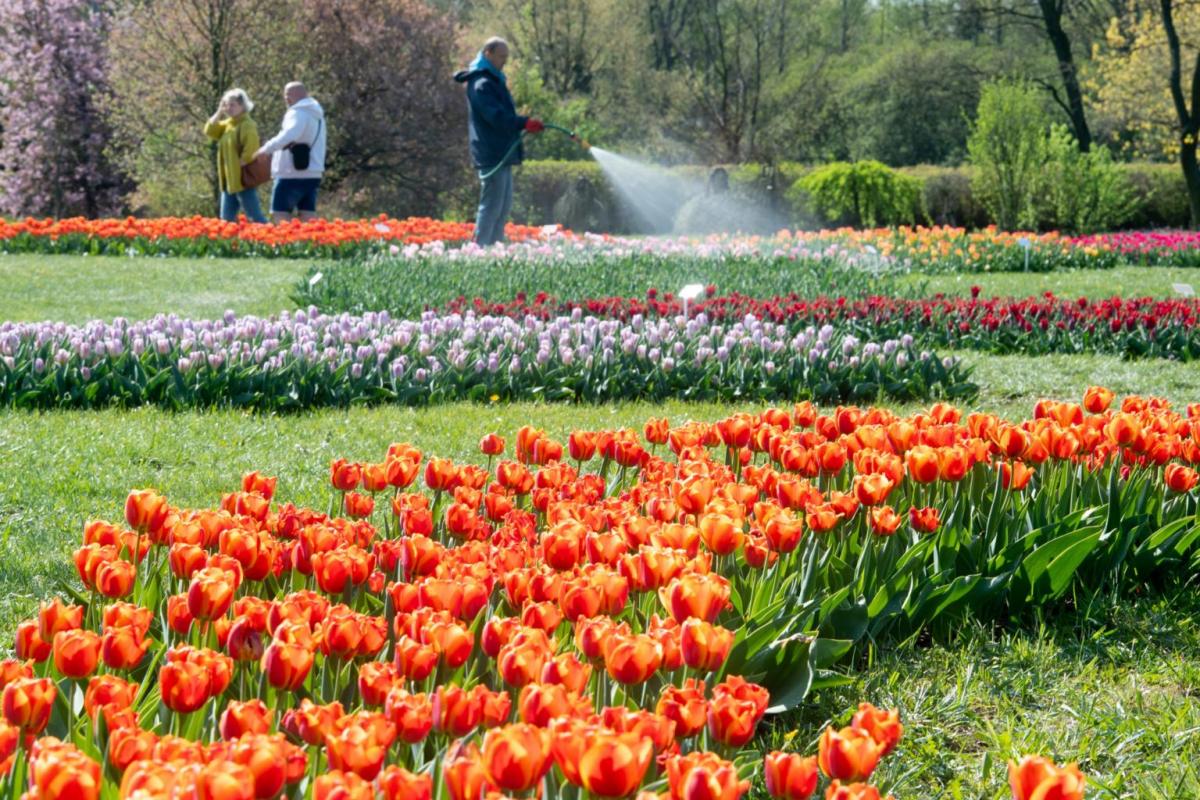 In Pictures: Tulips around the world | The Straits Times