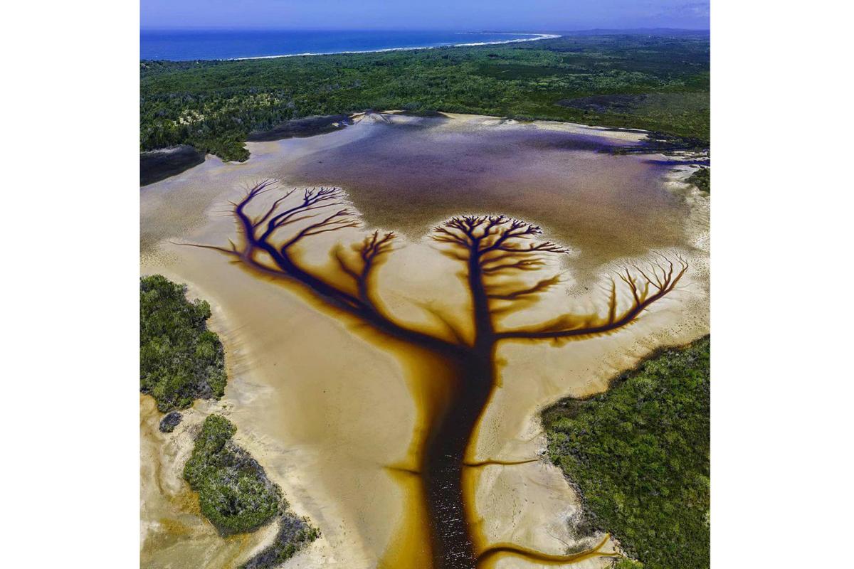 'Tree of life' sprouts in Aussie lake | The Straits Times