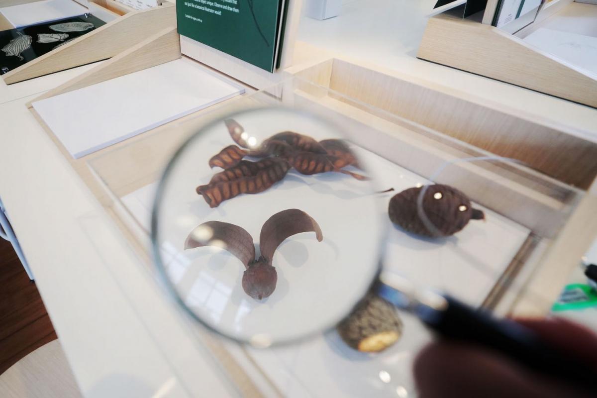 In Pictures: Gallop extension opens in Singapore Botanic Gardens | The ...