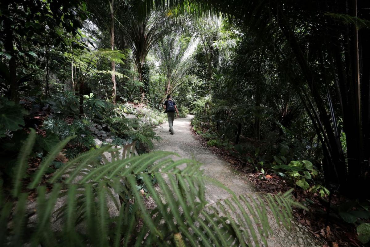In Pictures: Gallop extension opens in Singapore Botanic Gardens | The ...