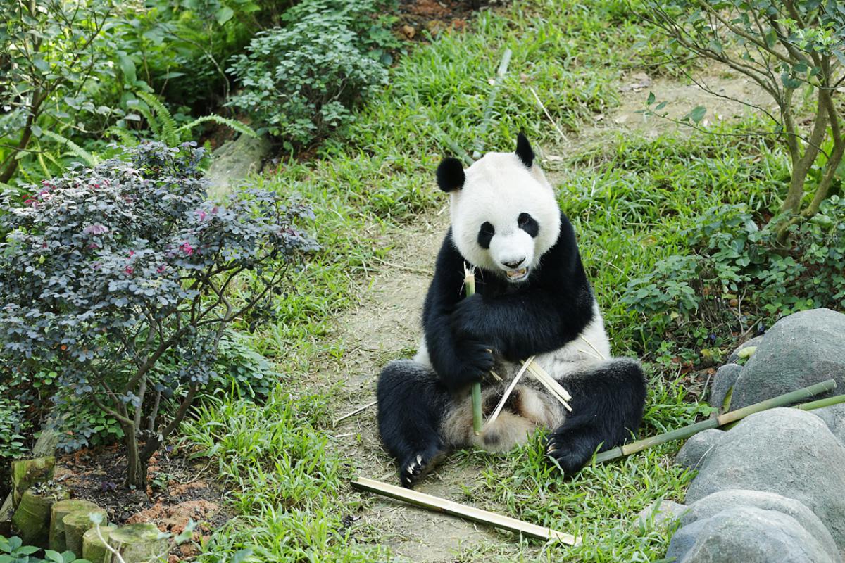 In Pictures: Meet Singapore's first panda cub | The Straits Times