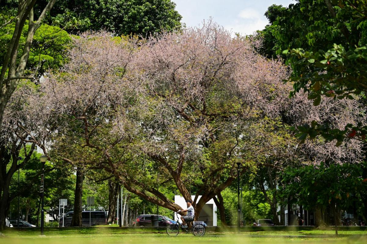 Pretty in pink | The Straits Times