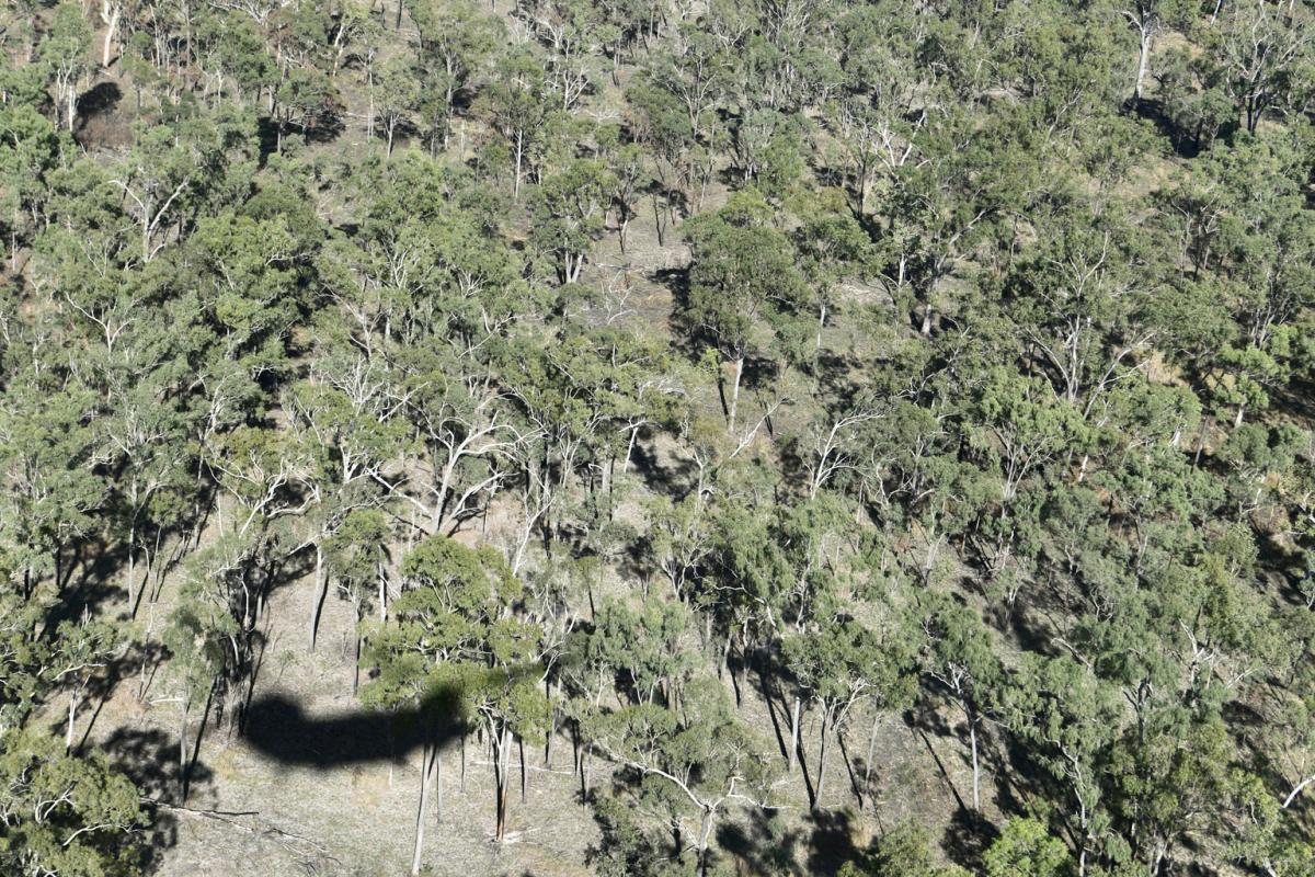 In Pictures: SAF conducts Exercise Wallaby Down Under | The Straits Times