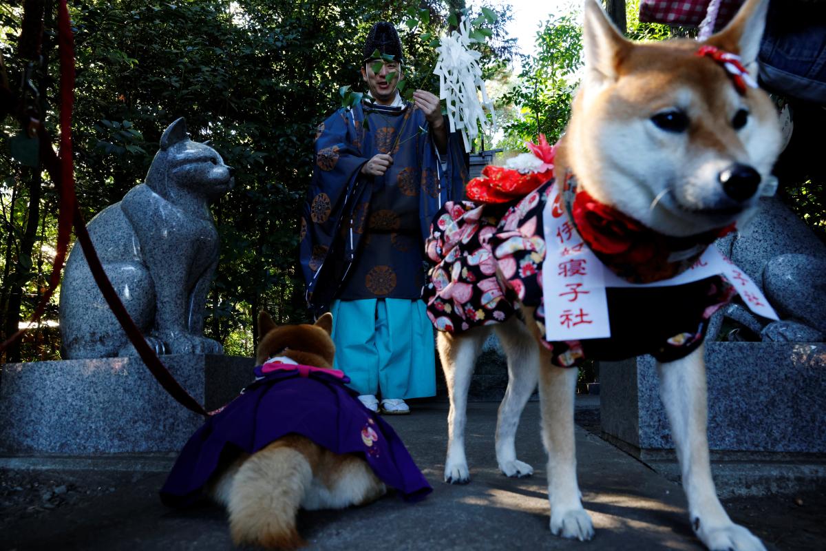 In Pictures: Dogs donning kimonos, receiving blessings in place of ...