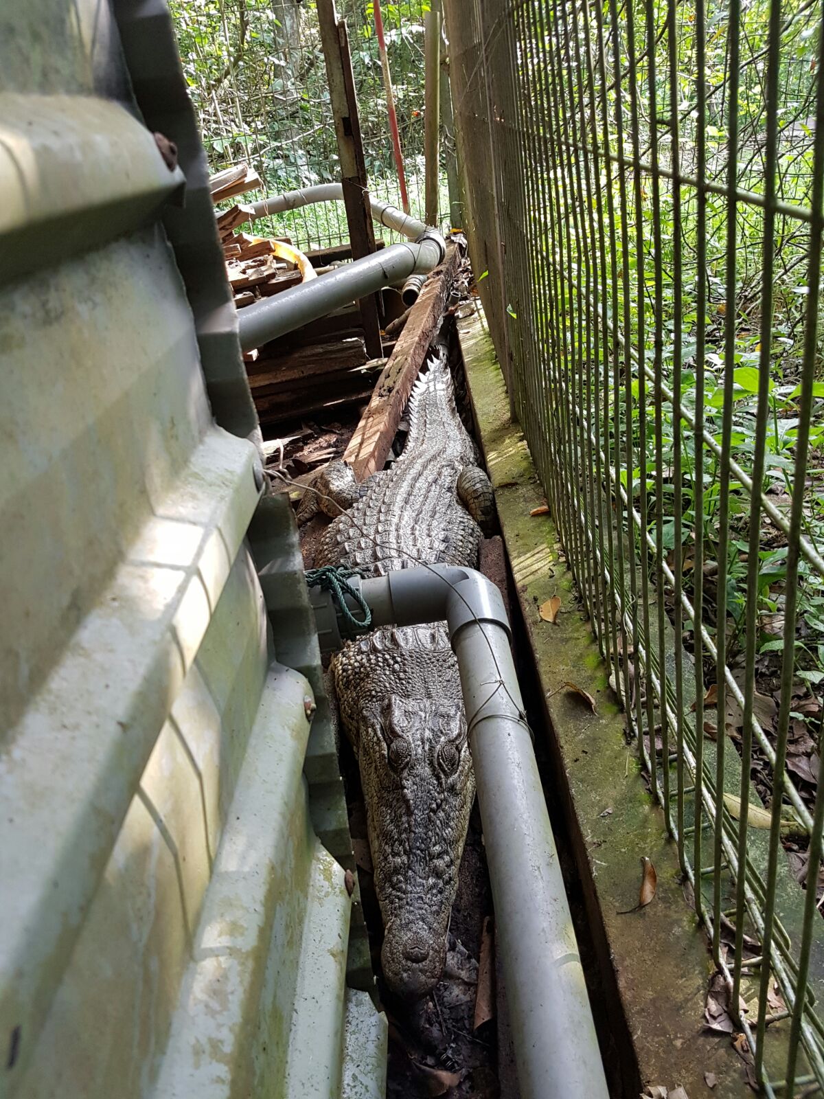 2.5m-long crocodile stuck at fish farm rescued and released at Sungei ...