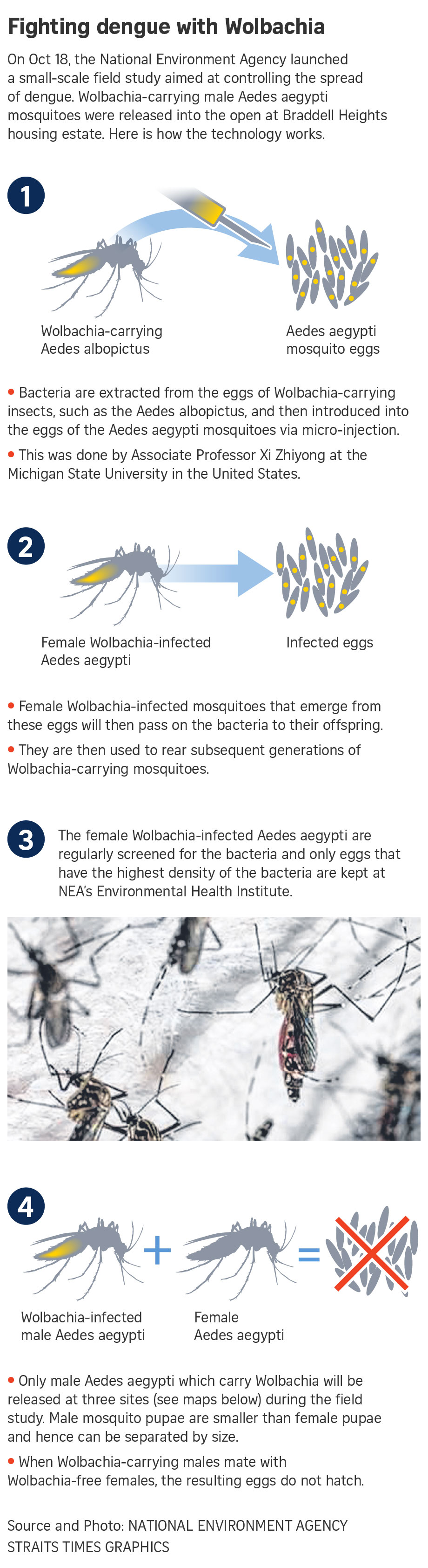 3,000 Wolbachia-infected mosquitoes released at Braddell Heights in ...